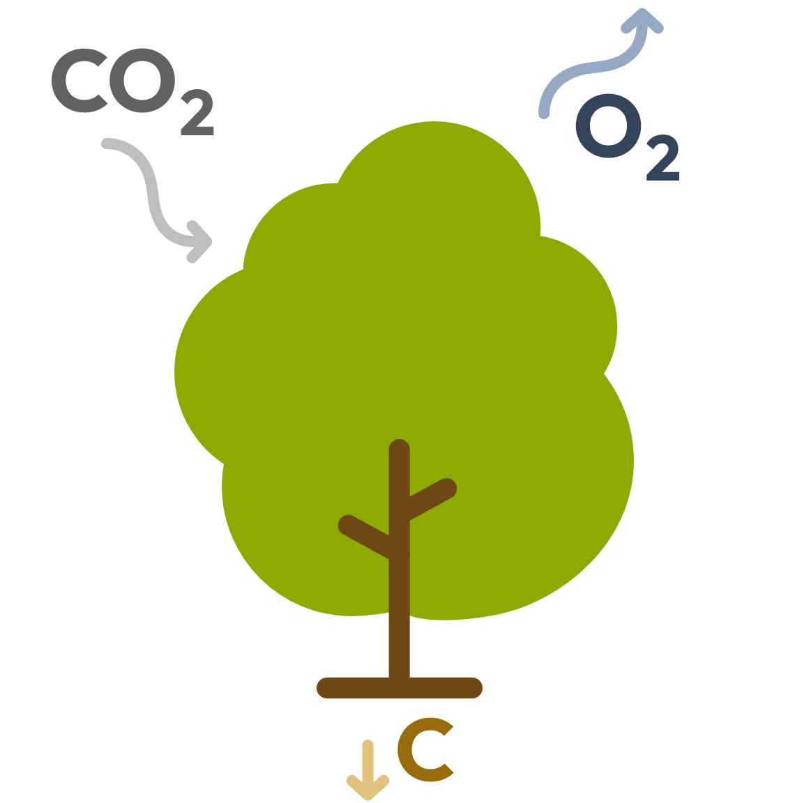 Our Production | JD Agro Cocora